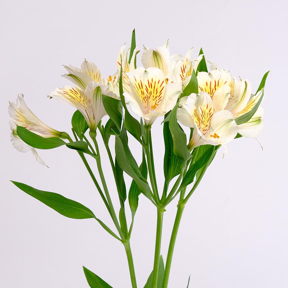 Gutimilko C.I. – Flowers for the world